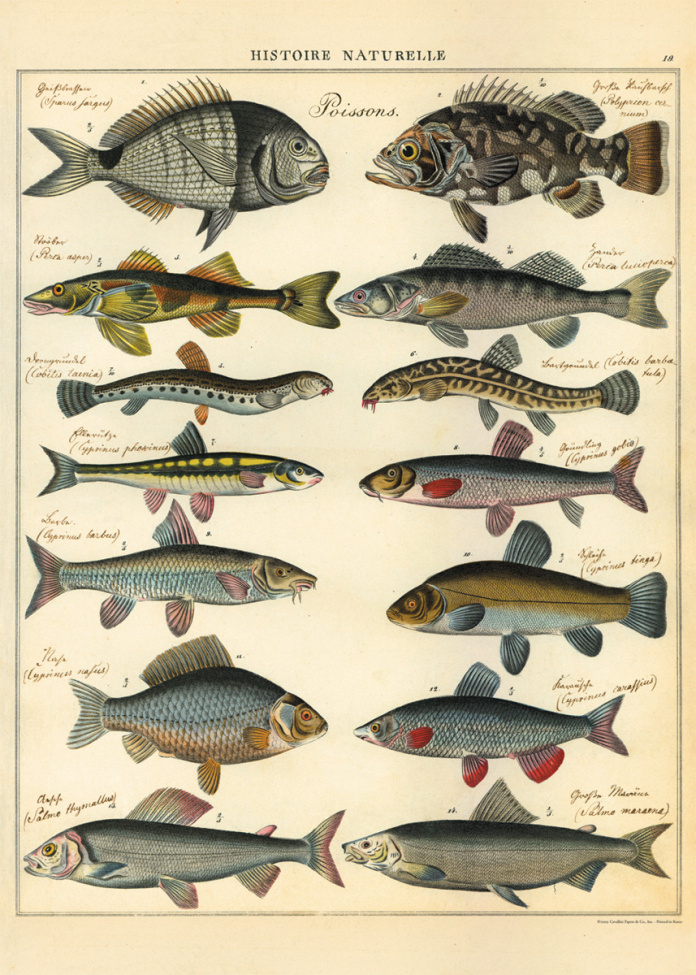 Plakat - Fisch | Poster 50 x 70 cm - Gemälde & Poster - EINRICH