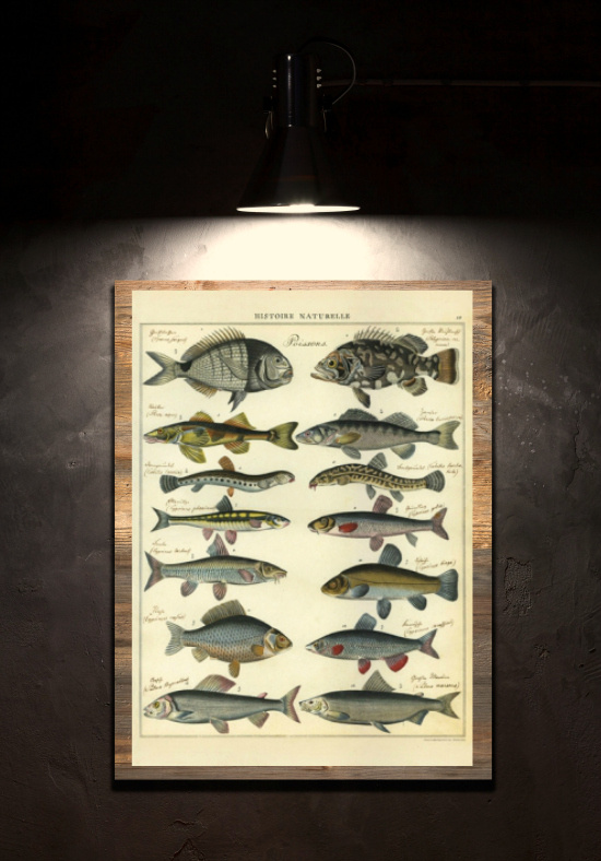 Plakat - Fisch | Poster 50 x 70 cm - Gemälde & Poster - EINRICH