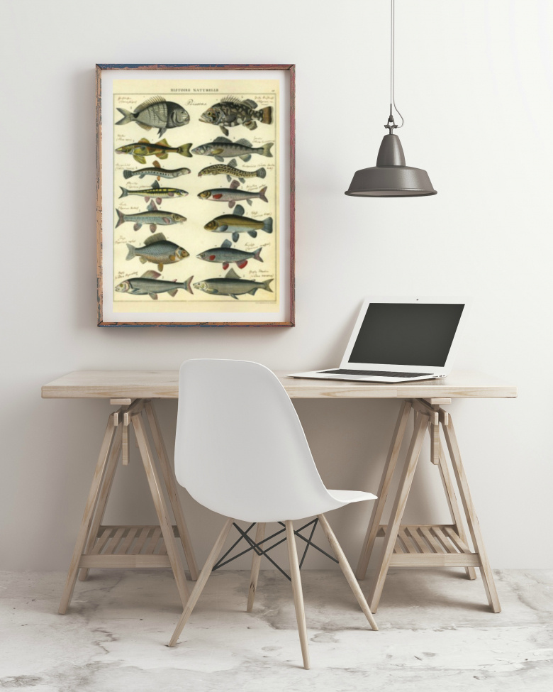 Plakat - Fisch | Poster 50 x 70 cm - Gemälde & Poster - EINRICH