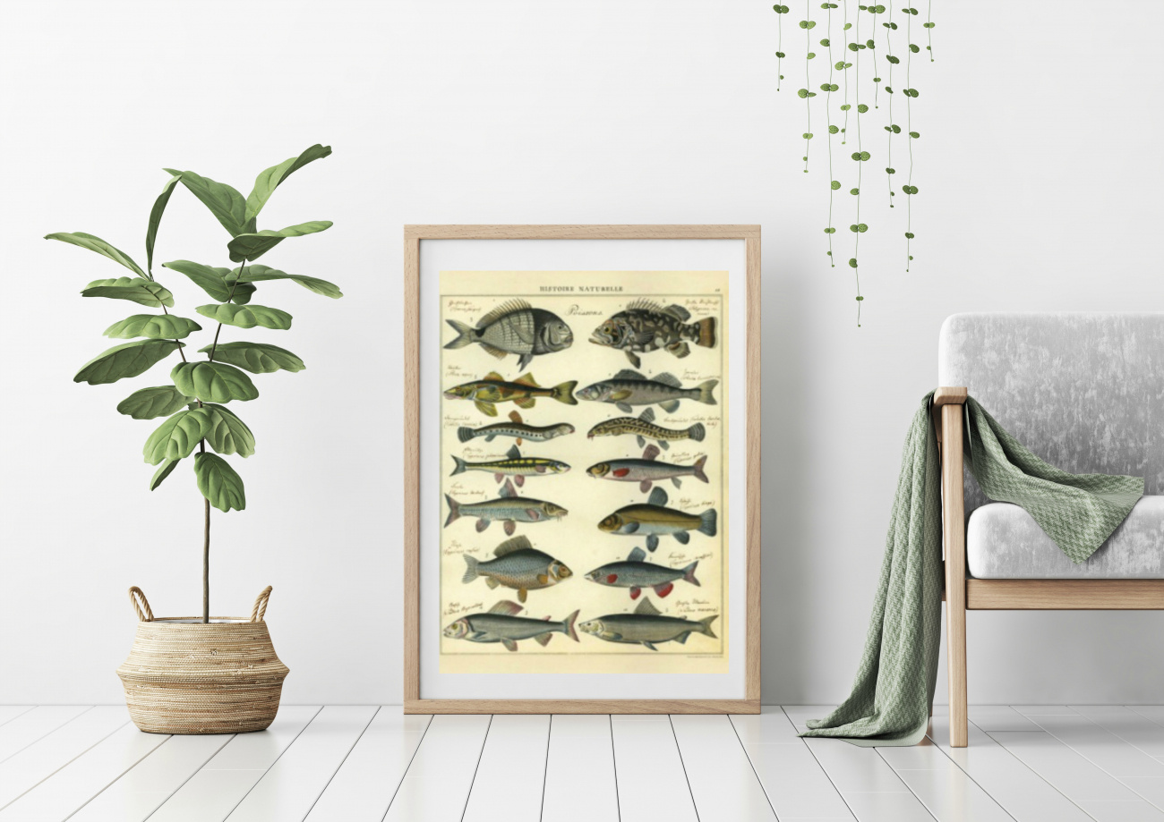 Plakat - Fisch | Poster 50 x 70 cm - Gemälde & Poster - EINRICH